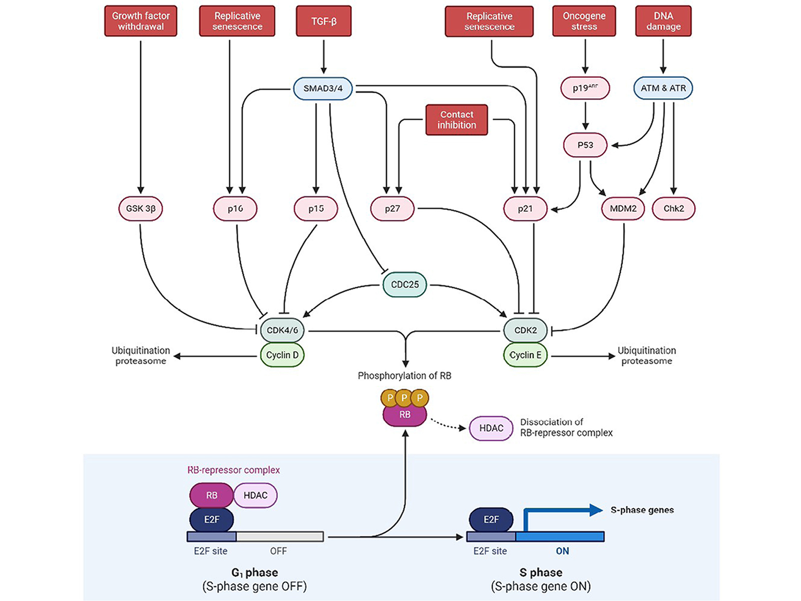 Exploration of Targeted Anti-tumor Therapy