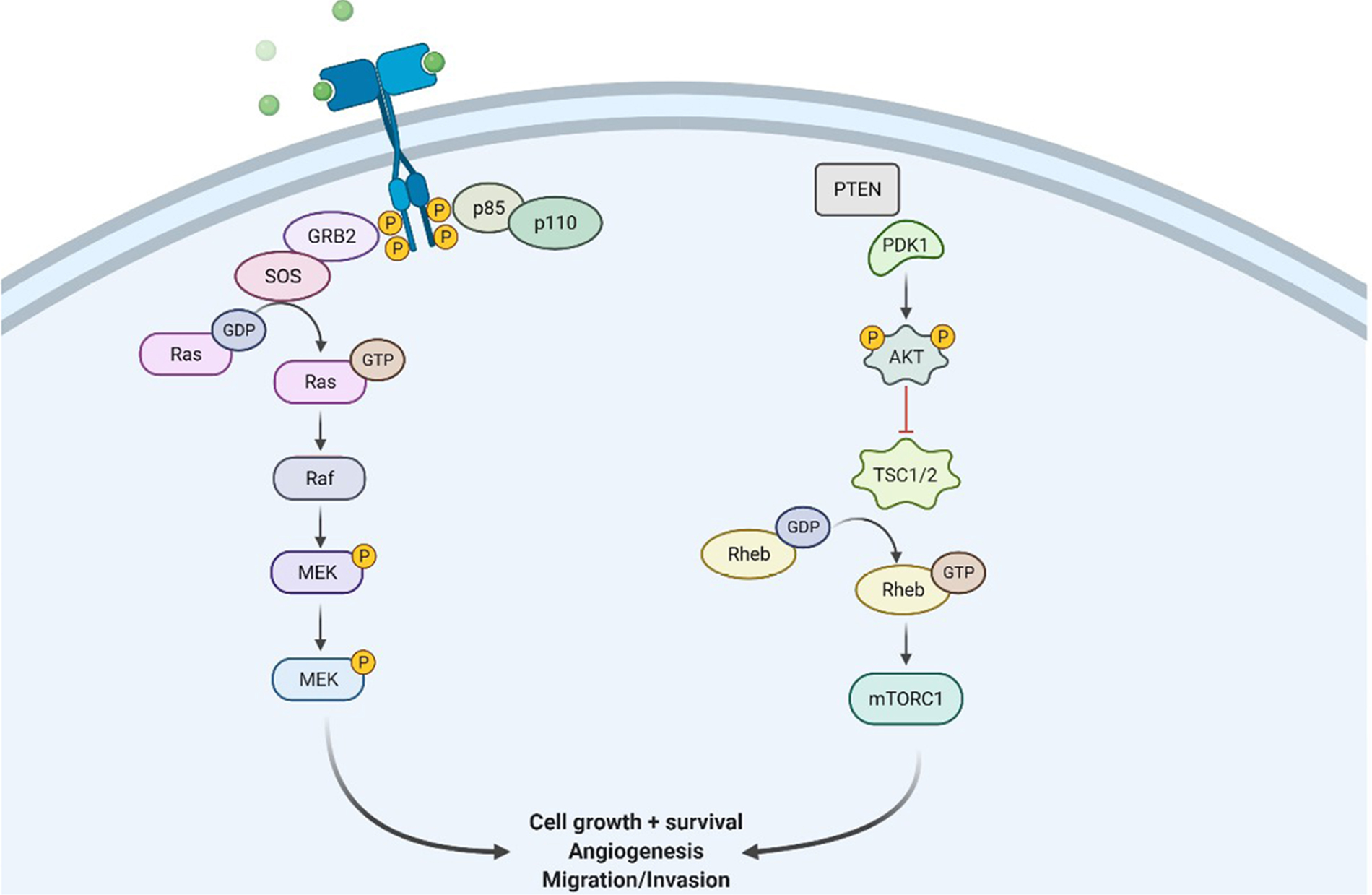 Exploration of Targeted Anti-tumor Therapy