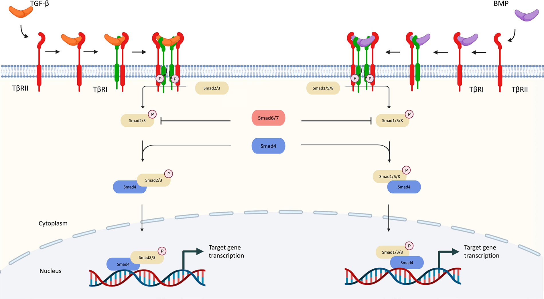 Exploration of Targeted Anti-tumor Therapy