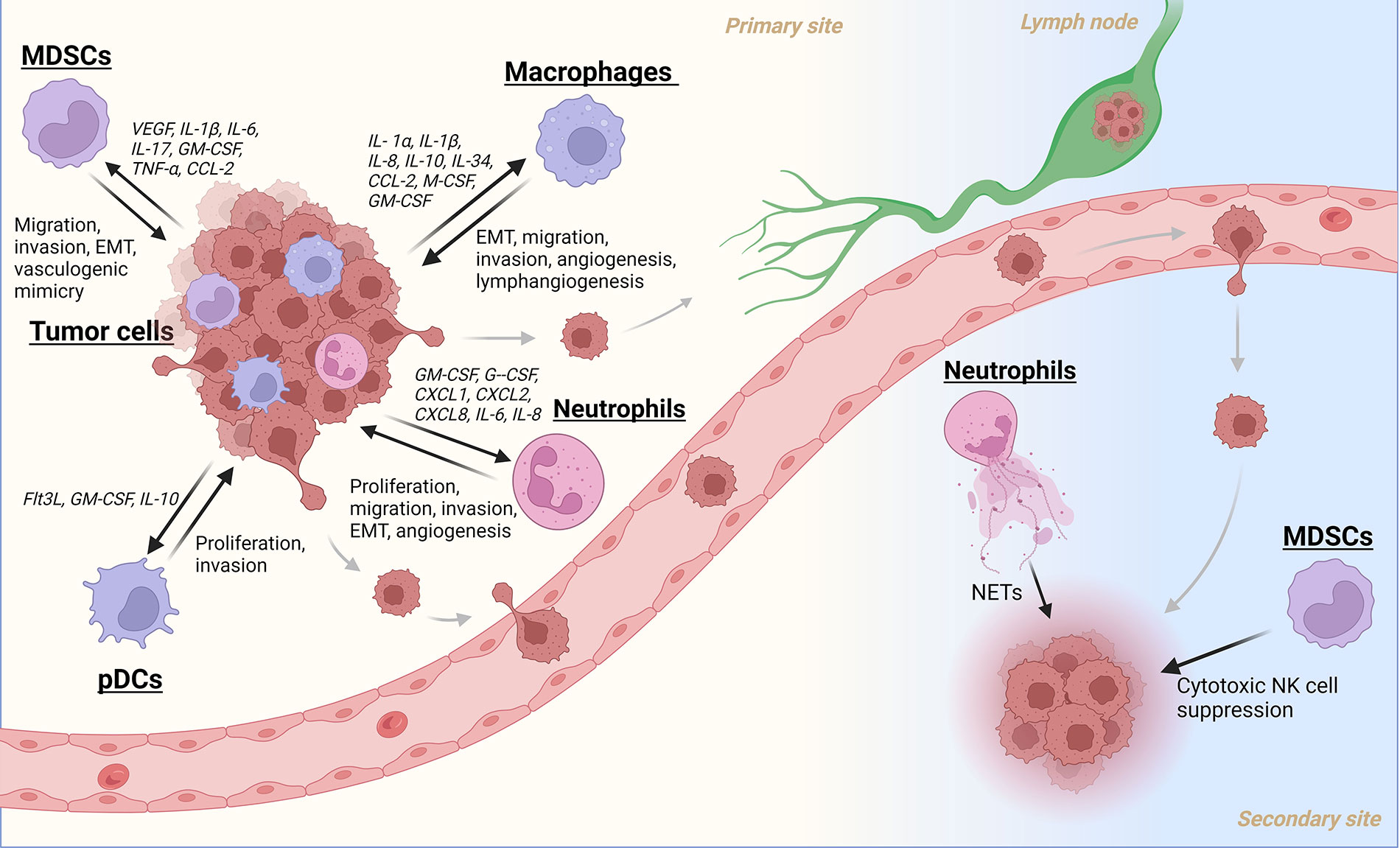 Exploration of Targeted Anti-tumor Therapy