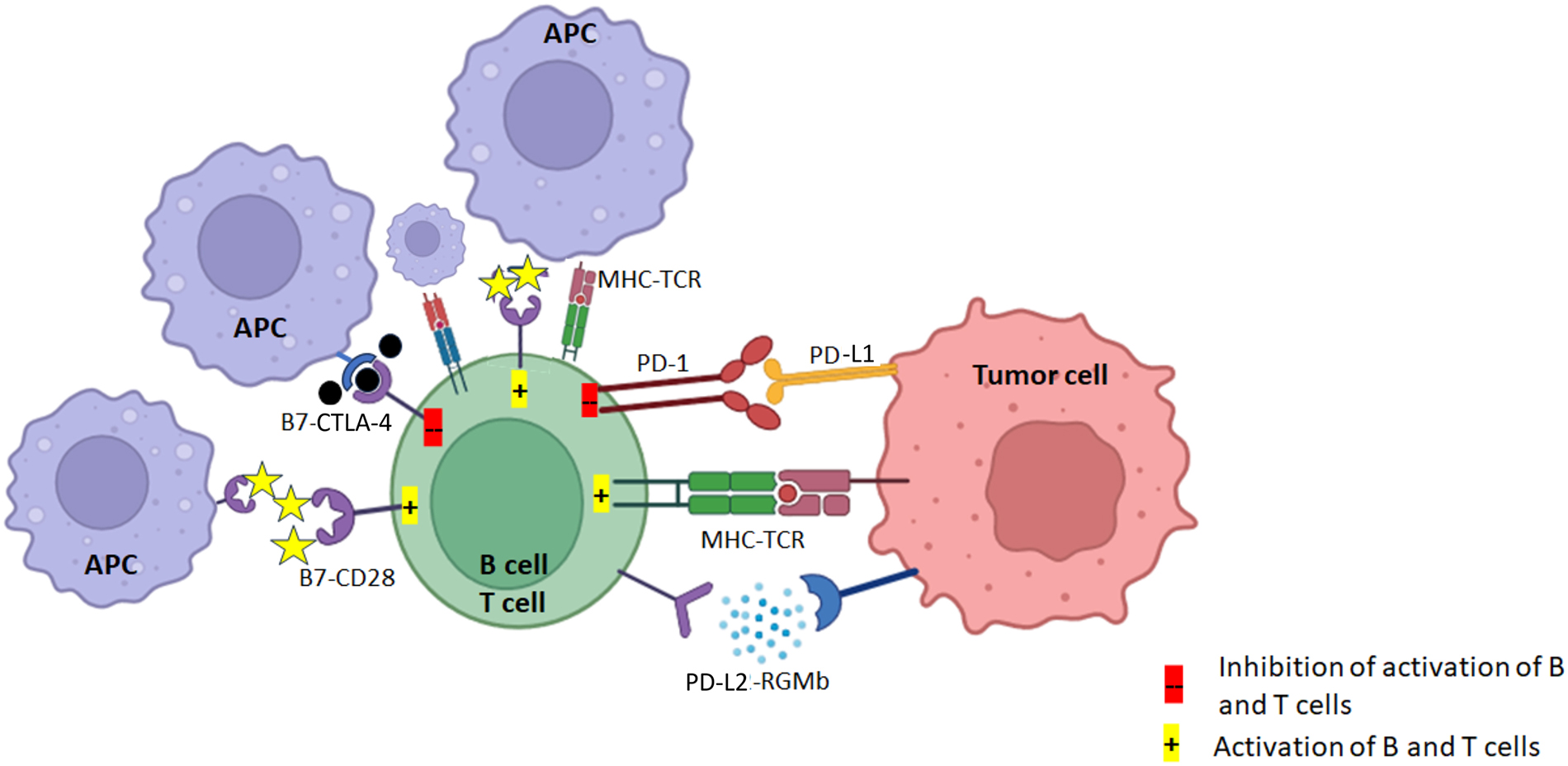 Exploration of Targeted Anti-tumor Therapy