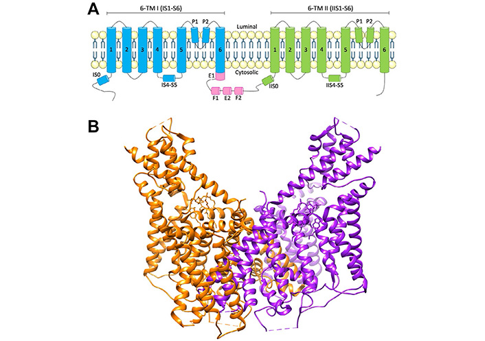 Targeting The Two pore Channel 2 In Cancer Progression And Metastasis Targeting The Two pore Channel 2 In Cancer Progression And Metastasis