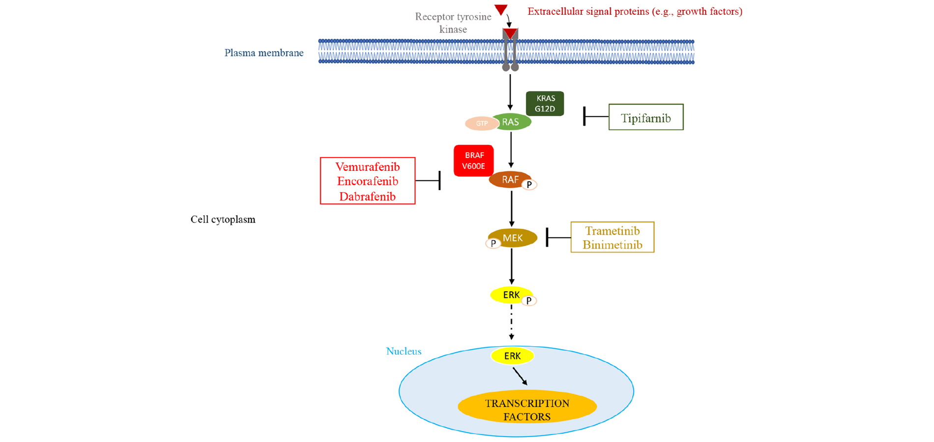 Exploration of Targeted Anti-tumor Therapy