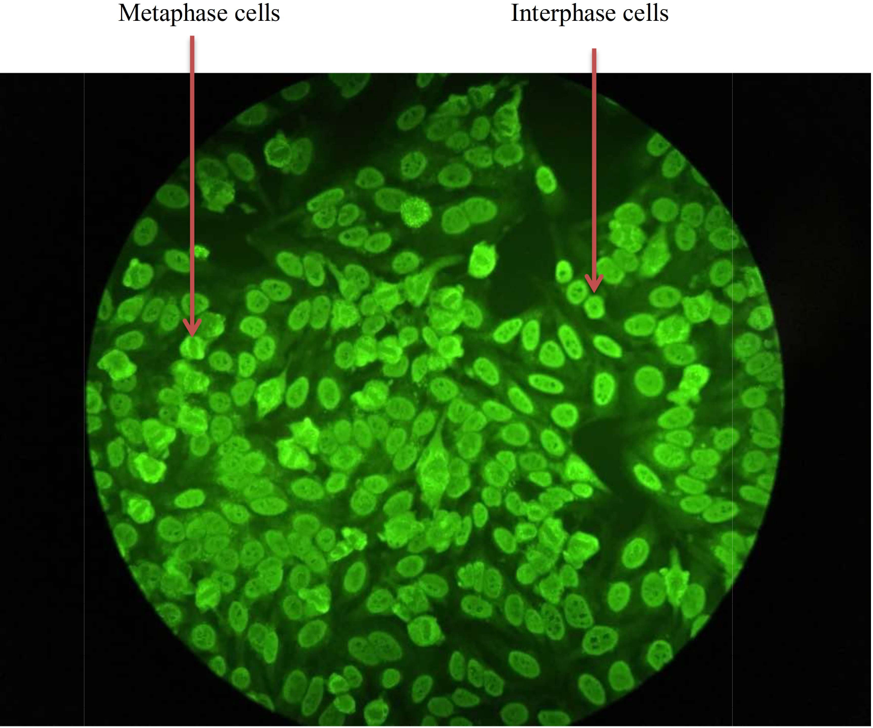 Exploration of Immunology