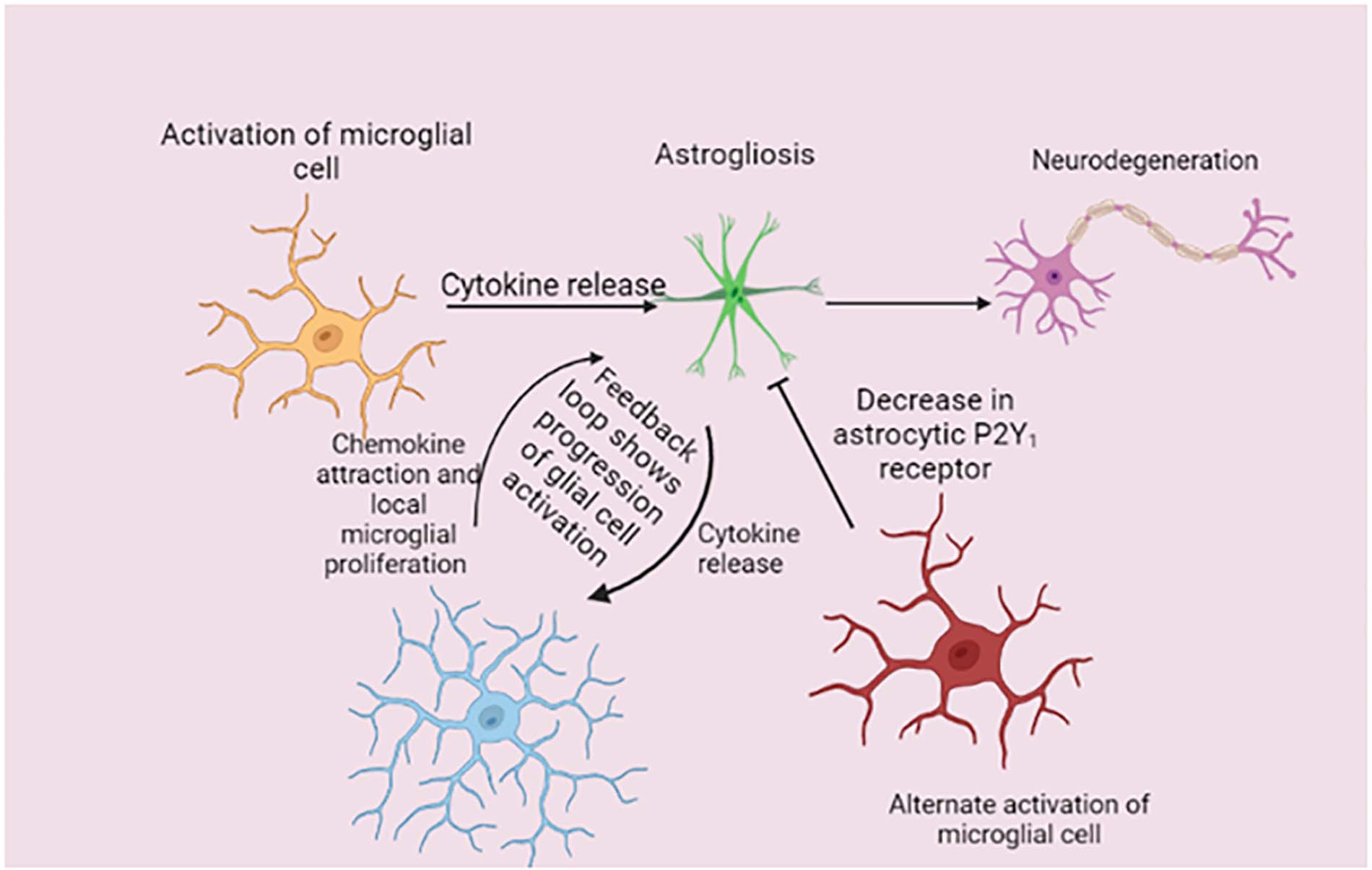 Exploration of Neuroprotective Therapy