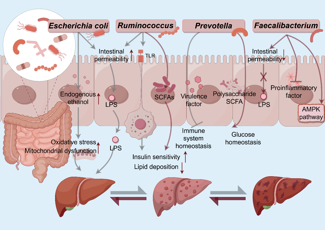Exploration of Digestive Diseases