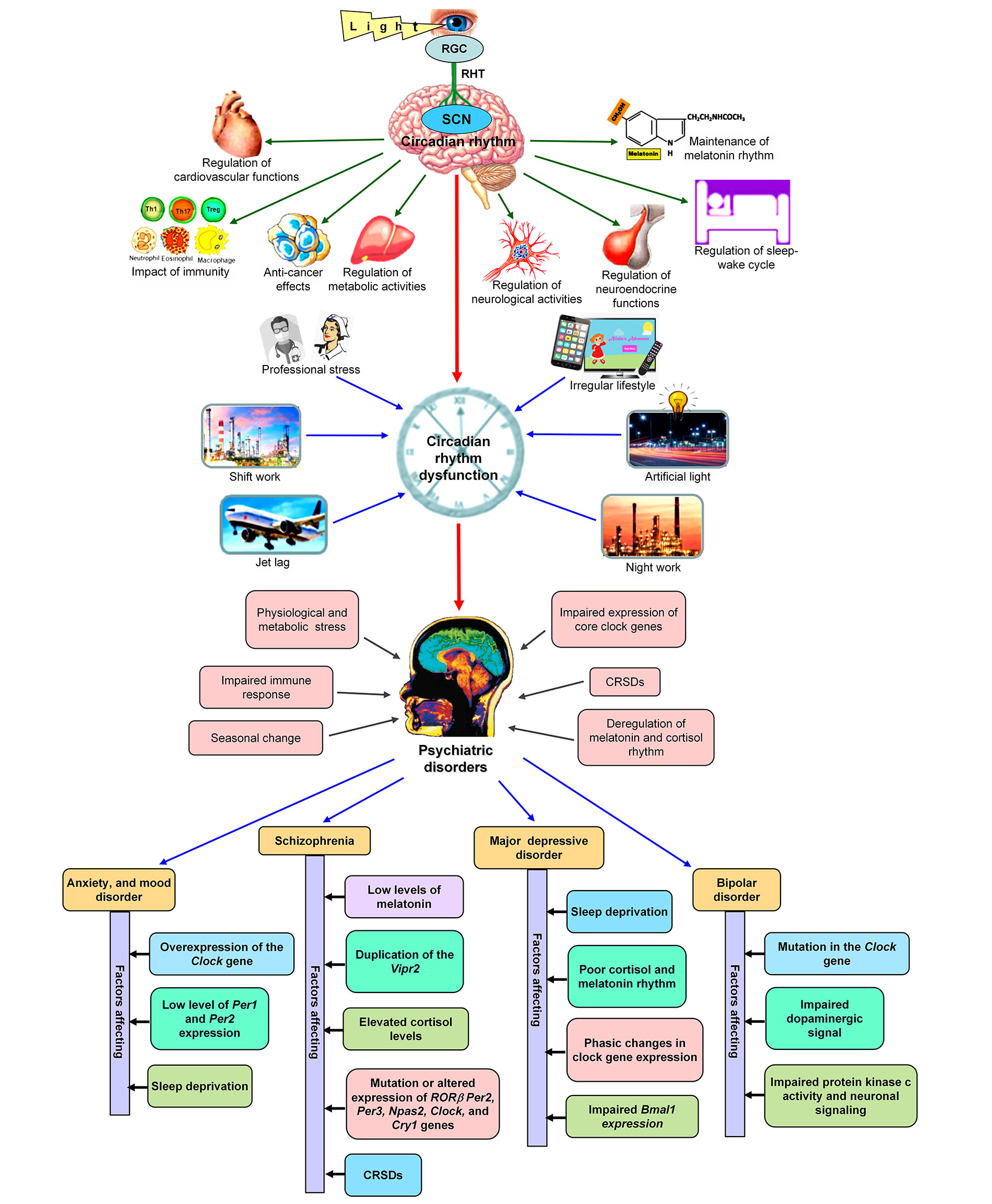 Exploration of Neuroscience
