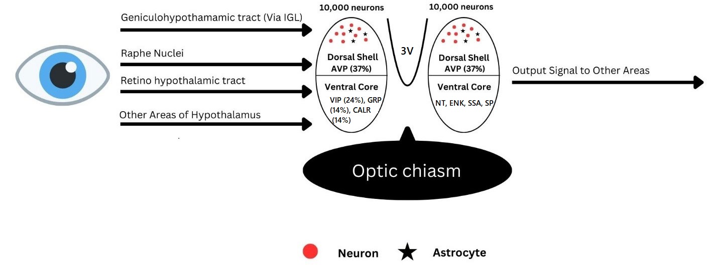 Exploration of Neuroscience